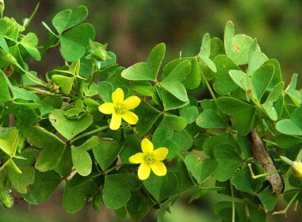 Wild Edibles 101 – On Point Preparedness